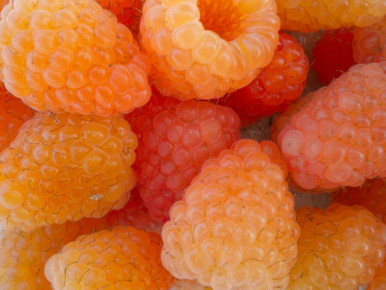 Raspberry, Honey Queen