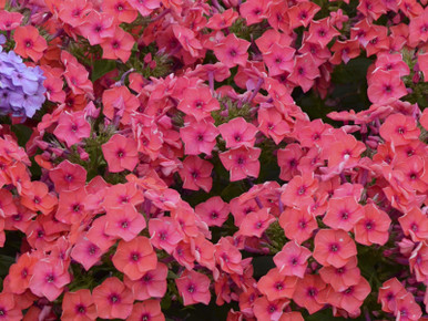 phlox paniculata flame pink
