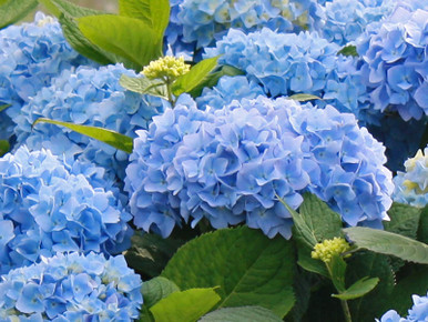The Original Endless Summer Hydrangea - Reblooming Bigleaf
