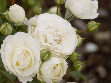 Shrub Rose, Snowdrift - Switzer Landscaping & Nursery
