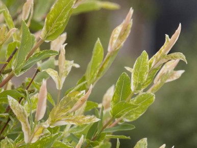 Willow, Nishiki - Switzer Landscaping & Nursery