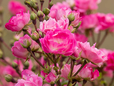 Shrub Rose, Little Mischief - Switzer Landscaping & Nursery
