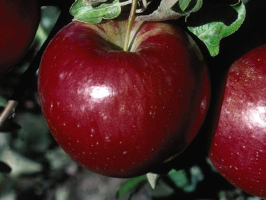 Apple, Sweet Sixteen - Switzer Landscaping & Nursery