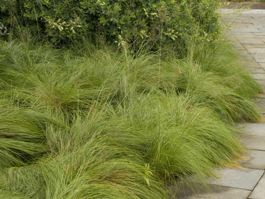 Grass, Prairie Dropseed - Switzer Landscaping & Nursery