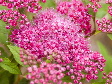 Spirea, Superstar - Switzer Landscaping & Nursery