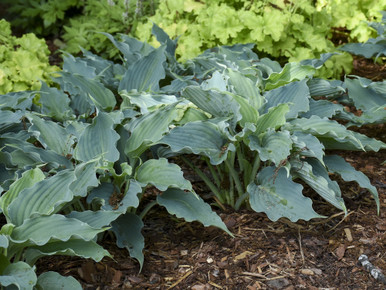 Hosta, Waterslide - Switzer Landscaping & Nursery