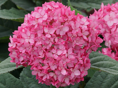 Hydrangea, Invincibelle Ruby - Switzer Landscaping & Nursery