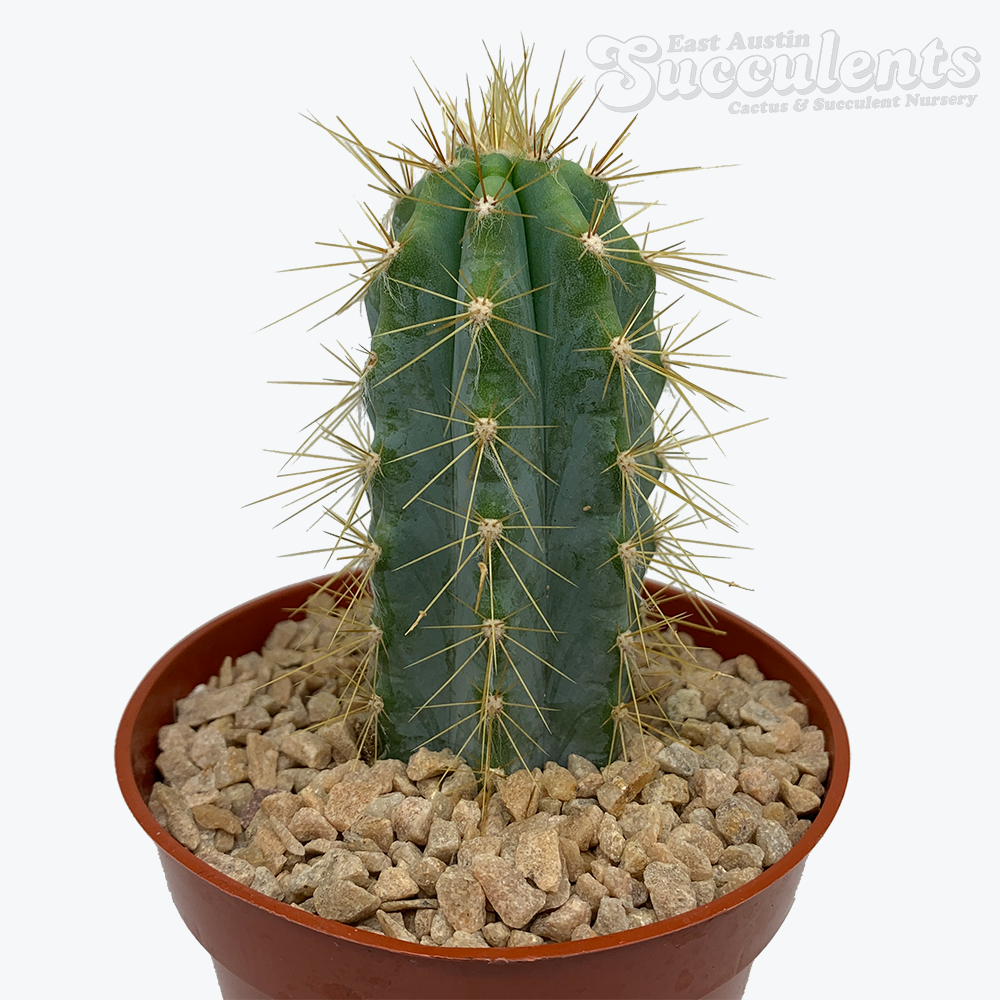 Pilocereus pachycladus azureus "Blue Torch Cactus"
