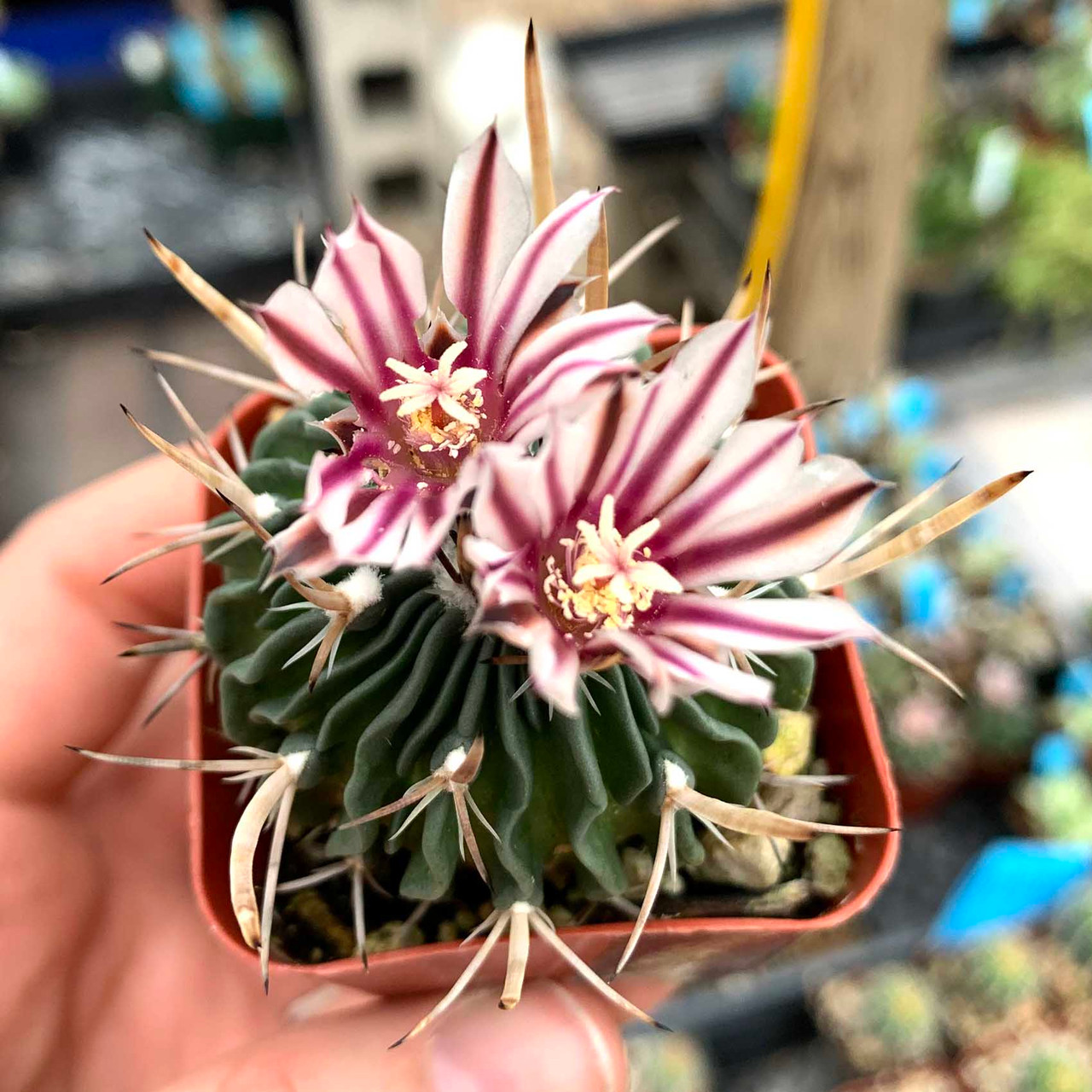 Echinofossulocactus phyllacanthus/Stenocactus phyllacanthus