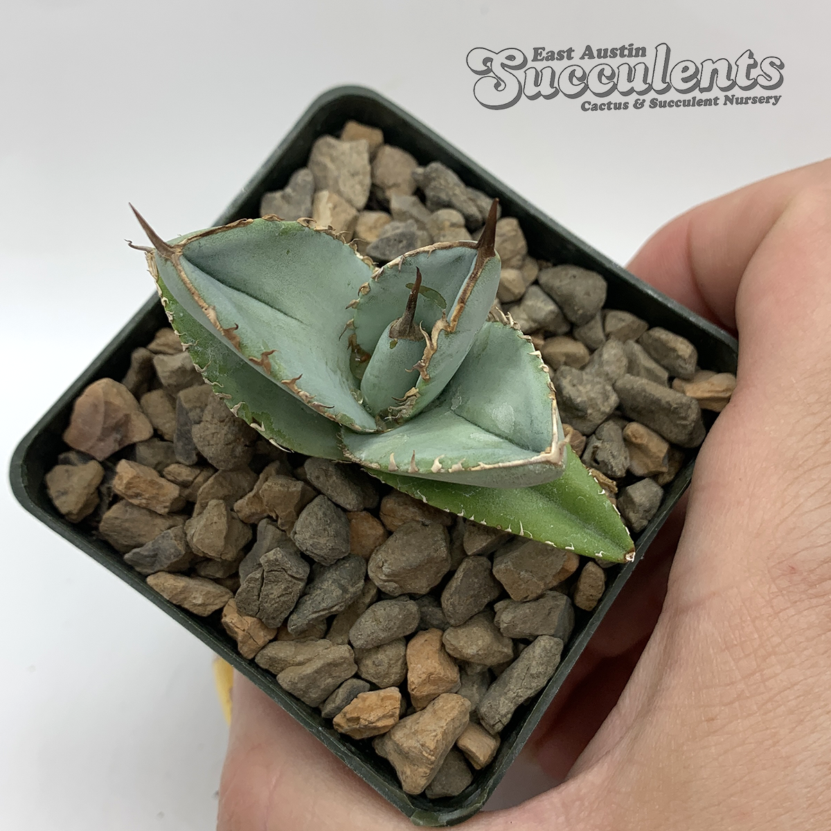 Agave titanota 'White Ice'