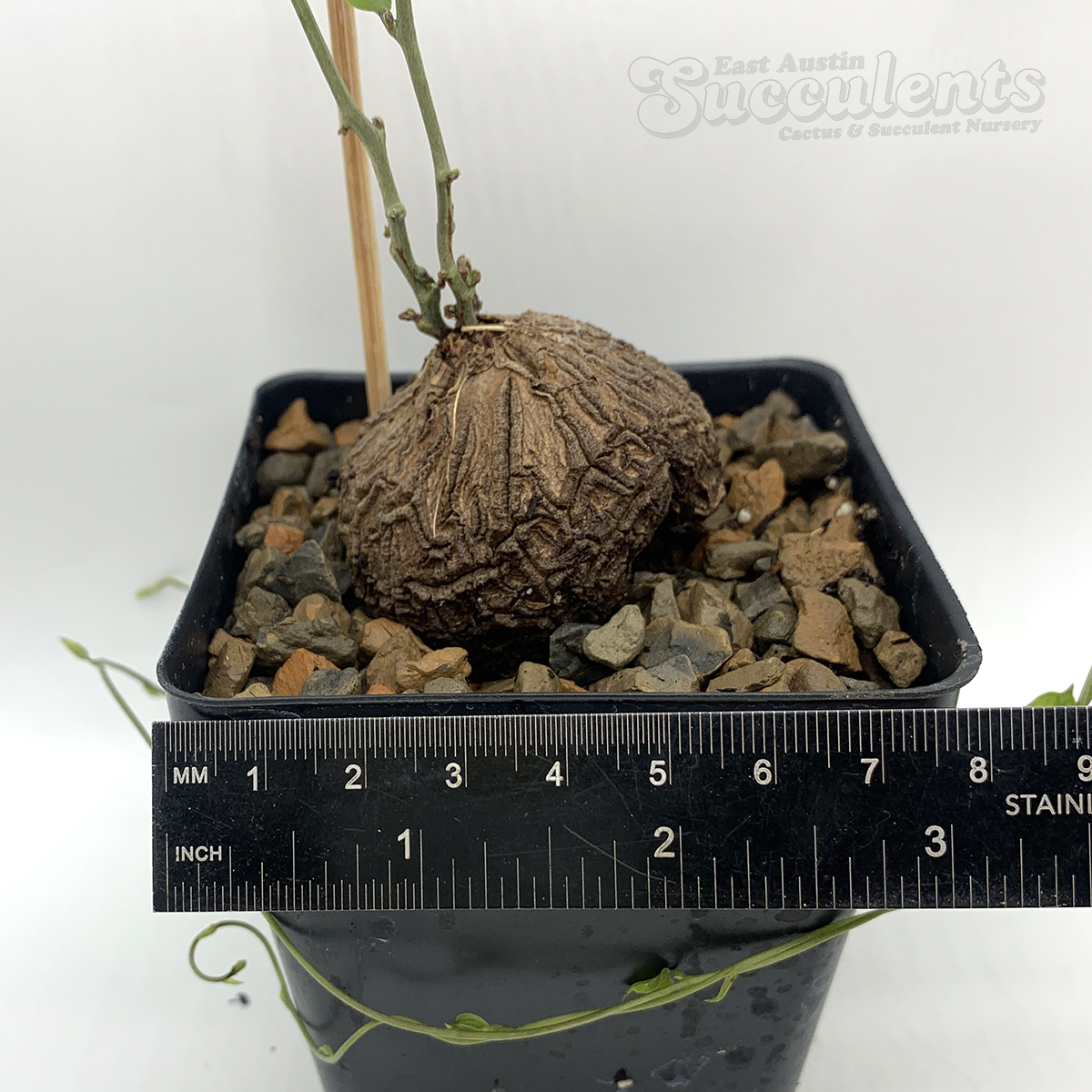 Dioscorea elephantipes