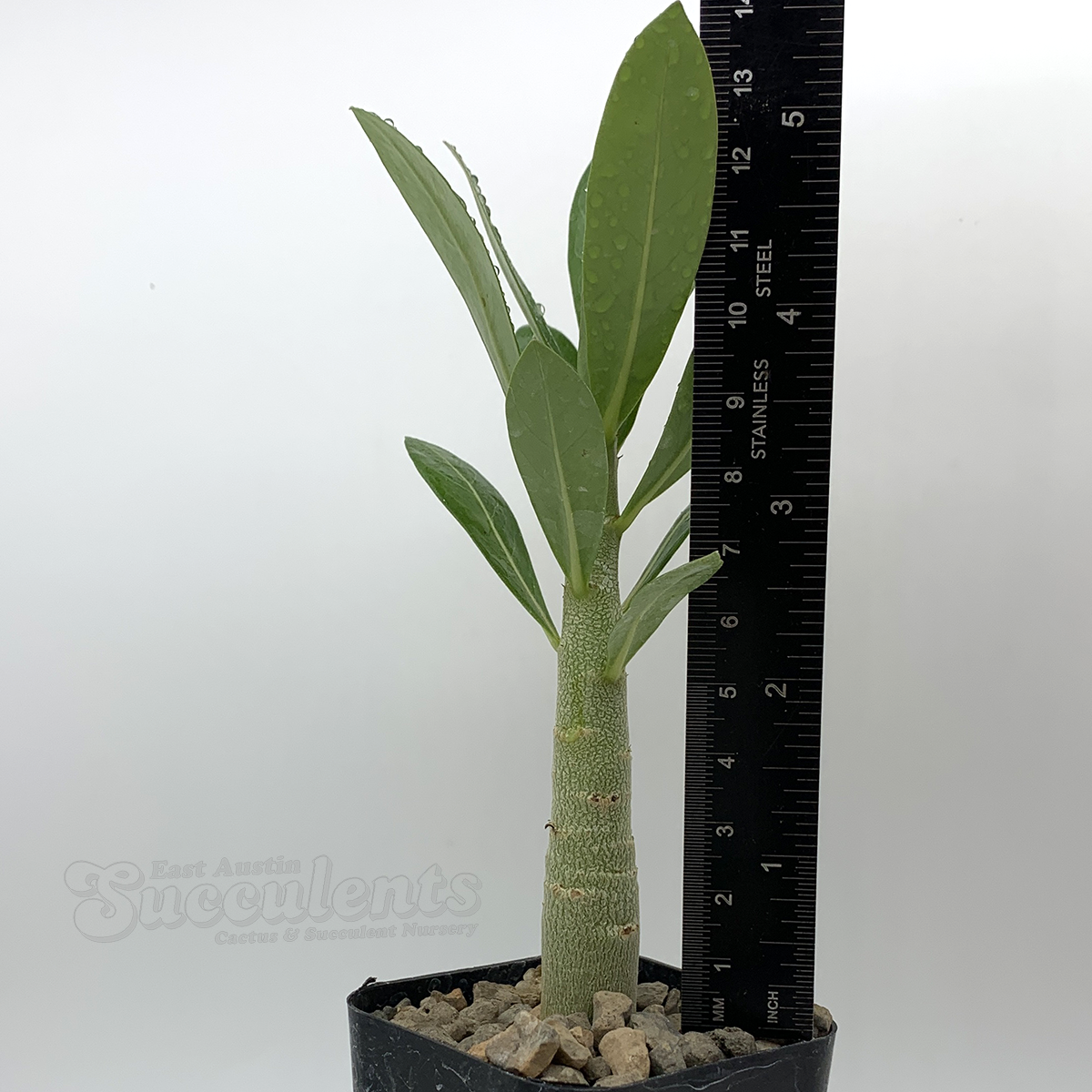 Adenium arabicum "White Giant"