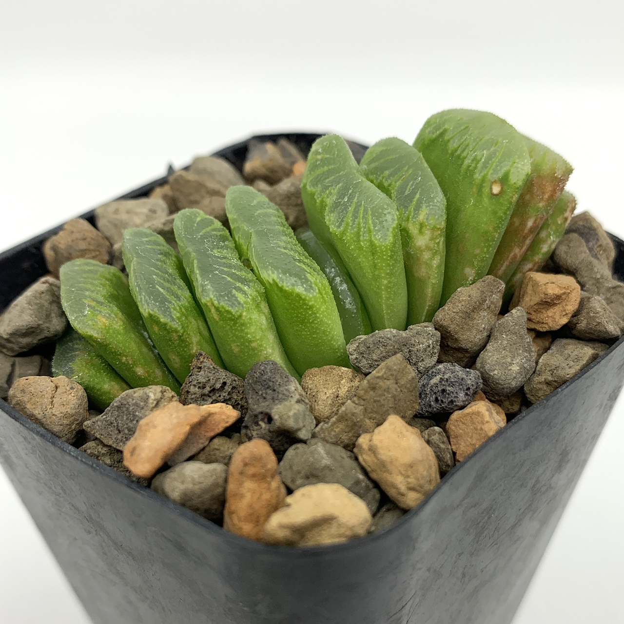 Haworthia truncata 'Lime Green'