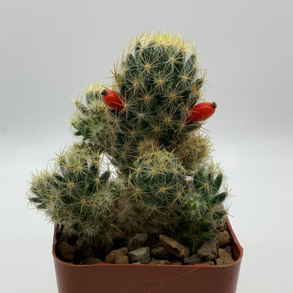 Mammillaria plumosa 'Feather Cactus'