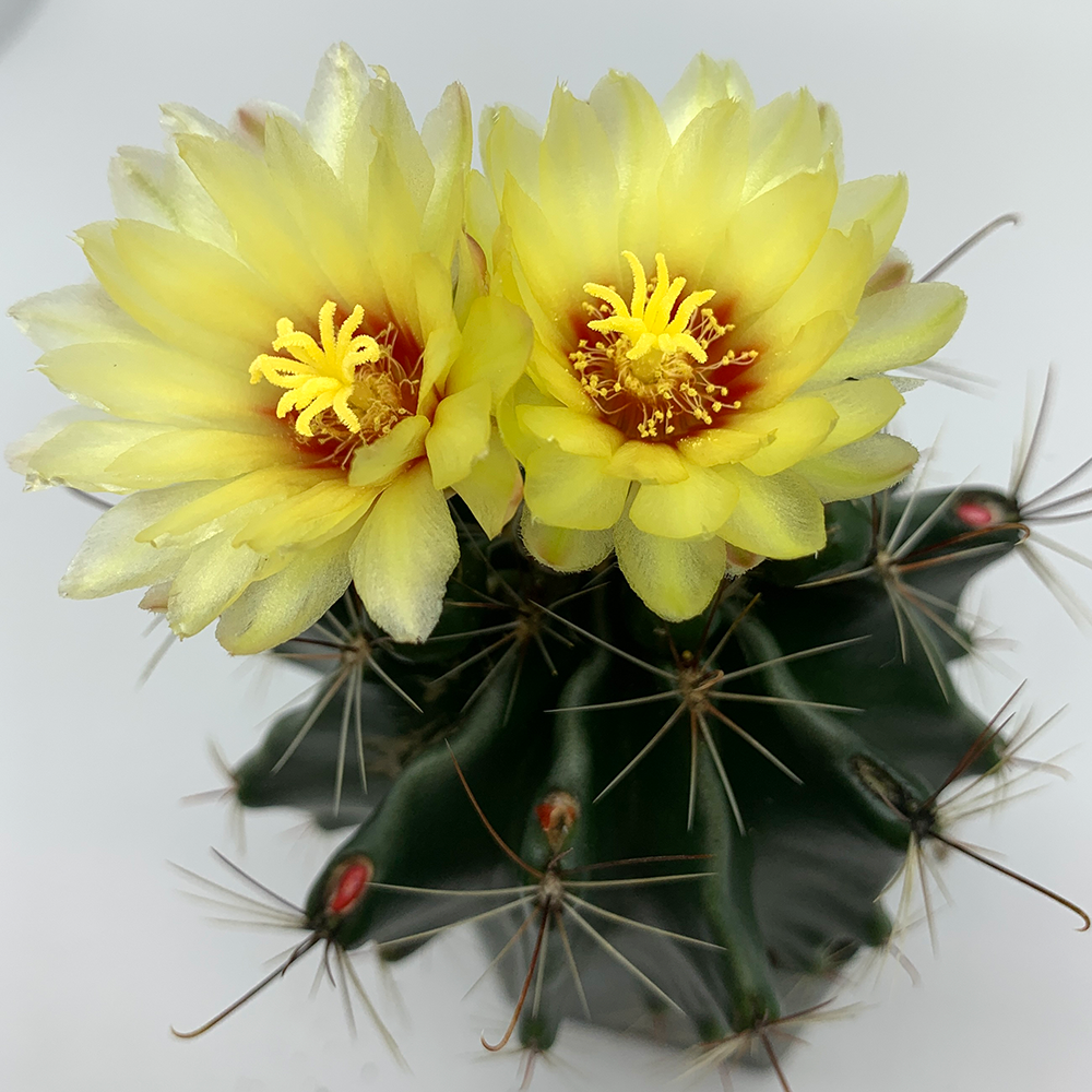 Hamatocactus setispinus/Thelocactus setispinus