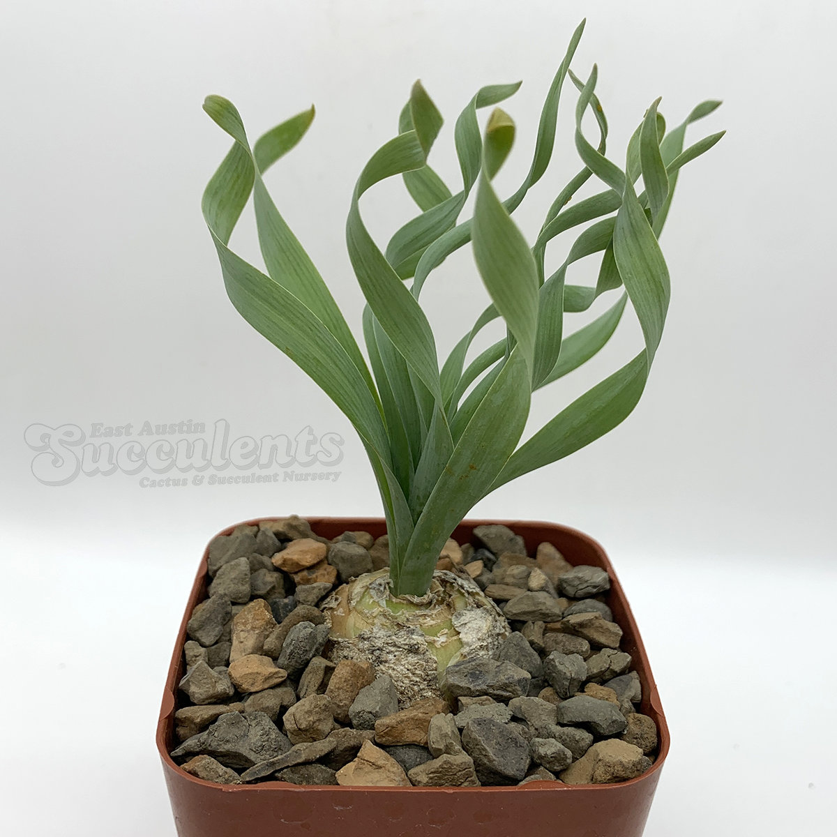 Albuca namaquensis baker