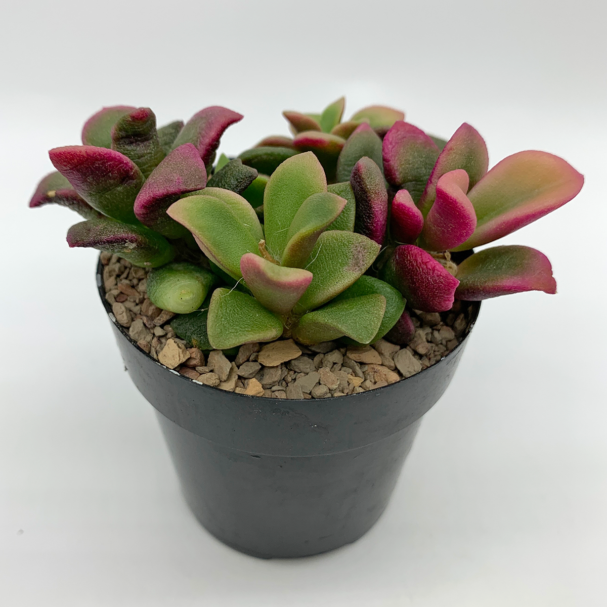 Anacampseros telephiastrum variegata 'Sunrise'