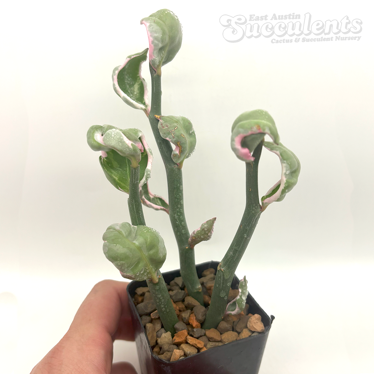 Pedilanthus tithymaloides 'devils backbone'