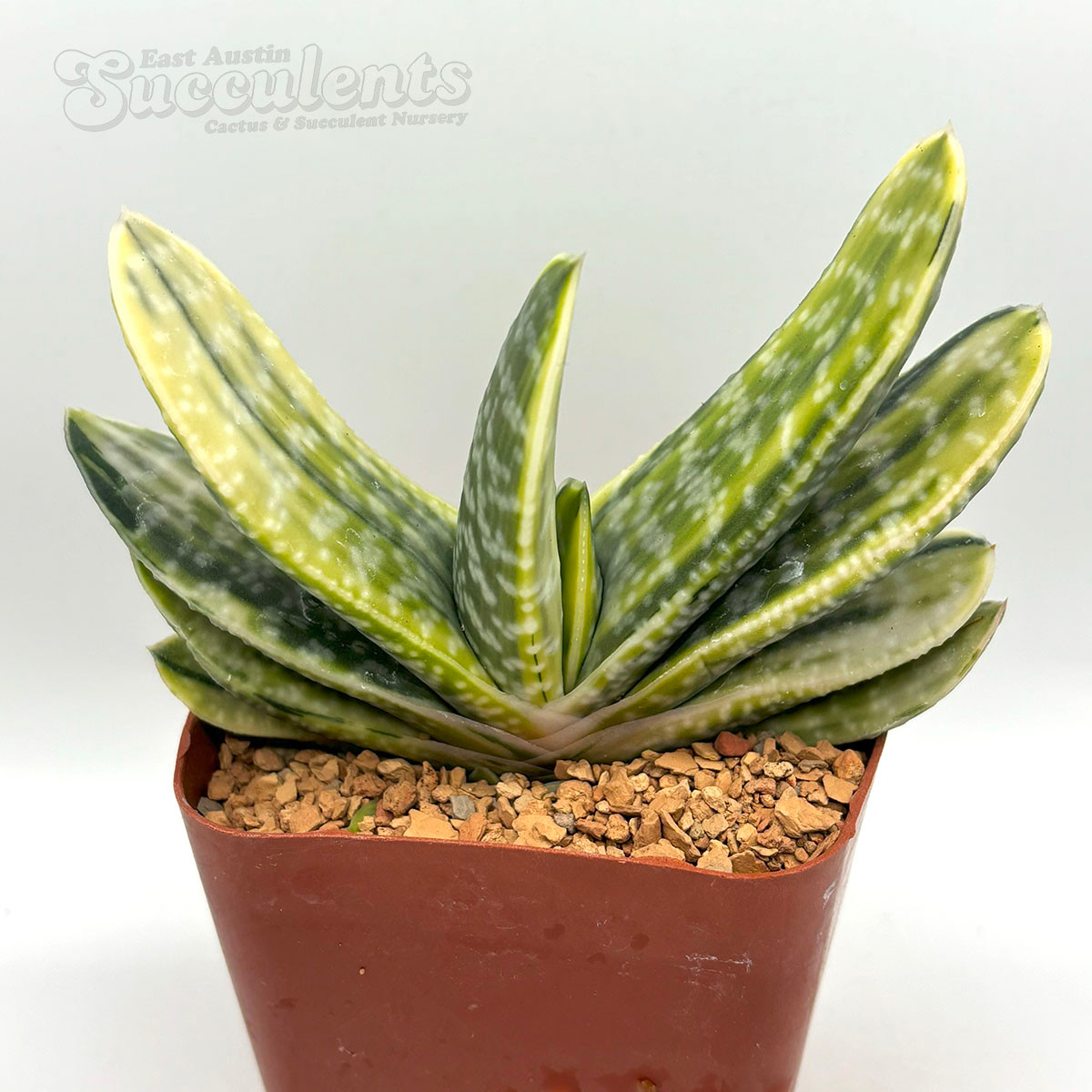 Gasteria disticha variegata