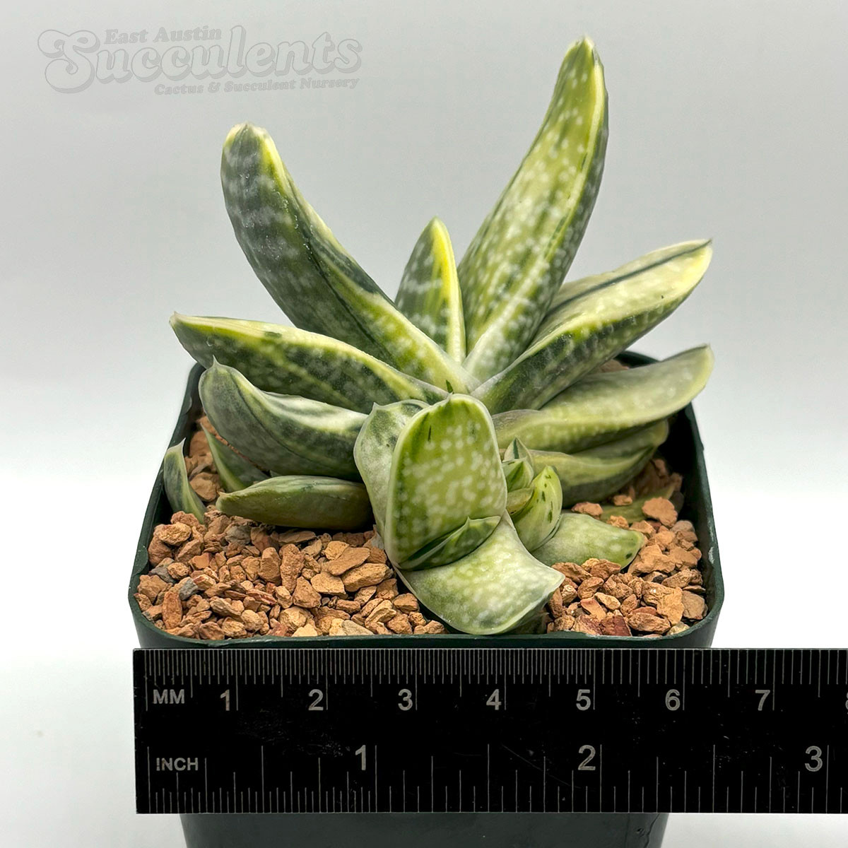 Gasteria disticha variegata
