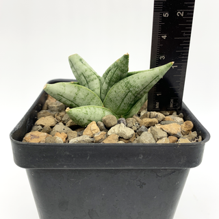 Sansevieria 'Boncel mini'