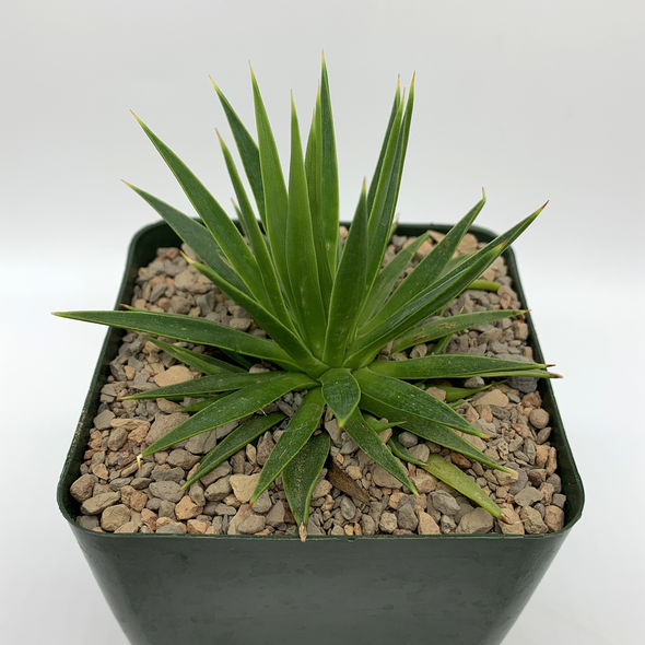 Plants - Succulents - Agave - East Austin Succulents