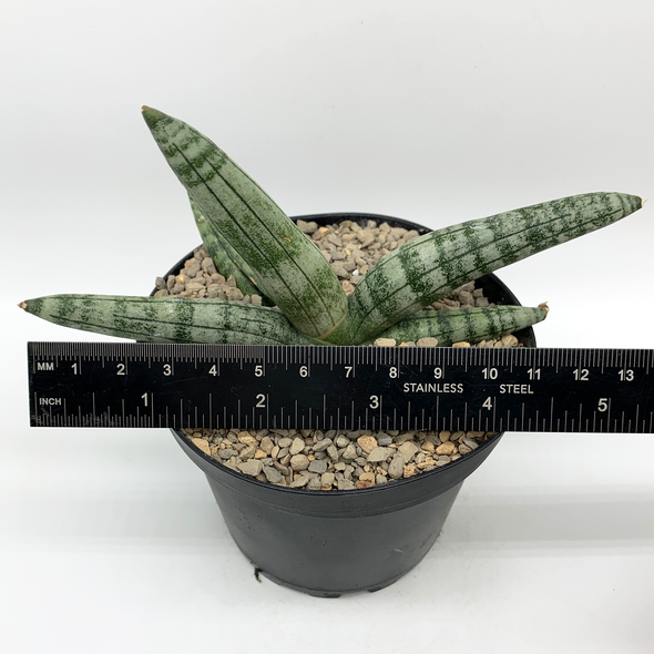 Sansevieria francisii variegated