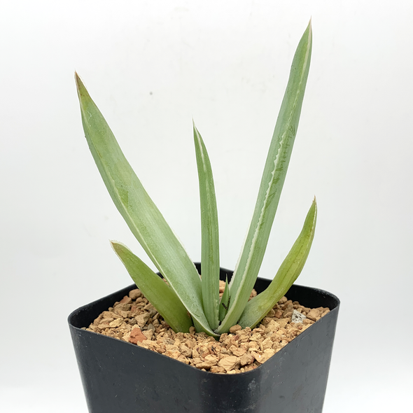Plants - Succulents - Page 1 - East Austin Succulents