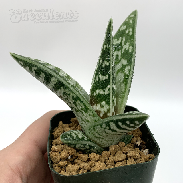 Gonialoe variegata 'Tiger Aloe'