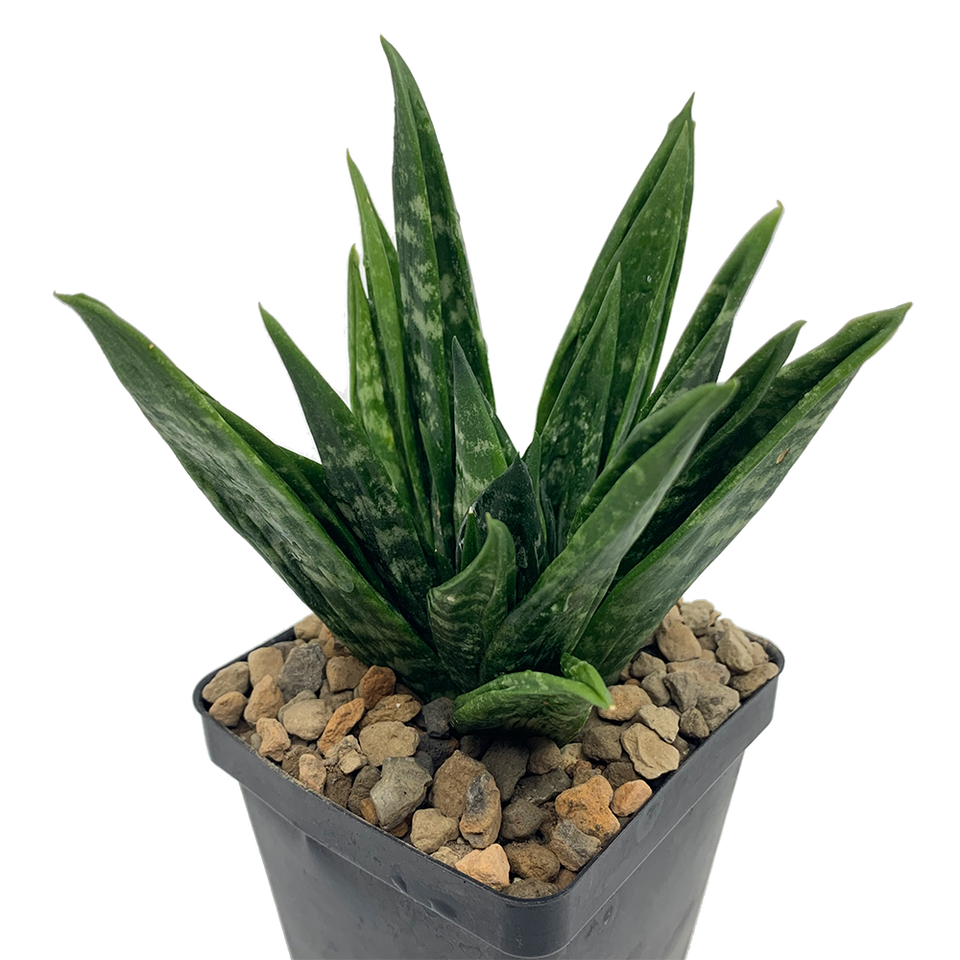 Sansevieria 'Boncel mini'