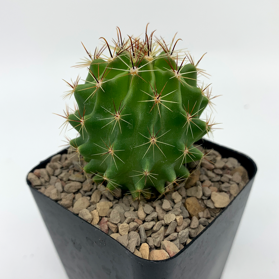 Hamatocactus setispinus/Thelocactus setispinus