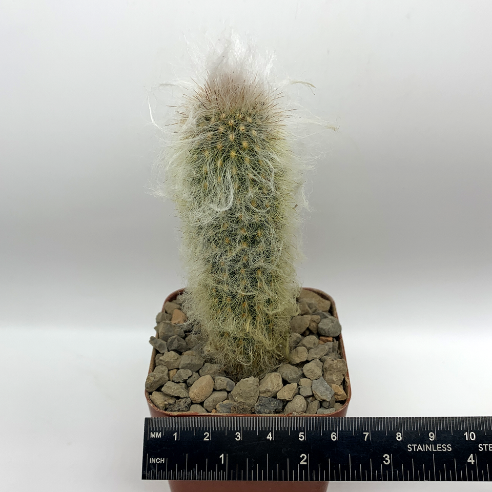Espostoa lanata 'Snow Pole Cactus'