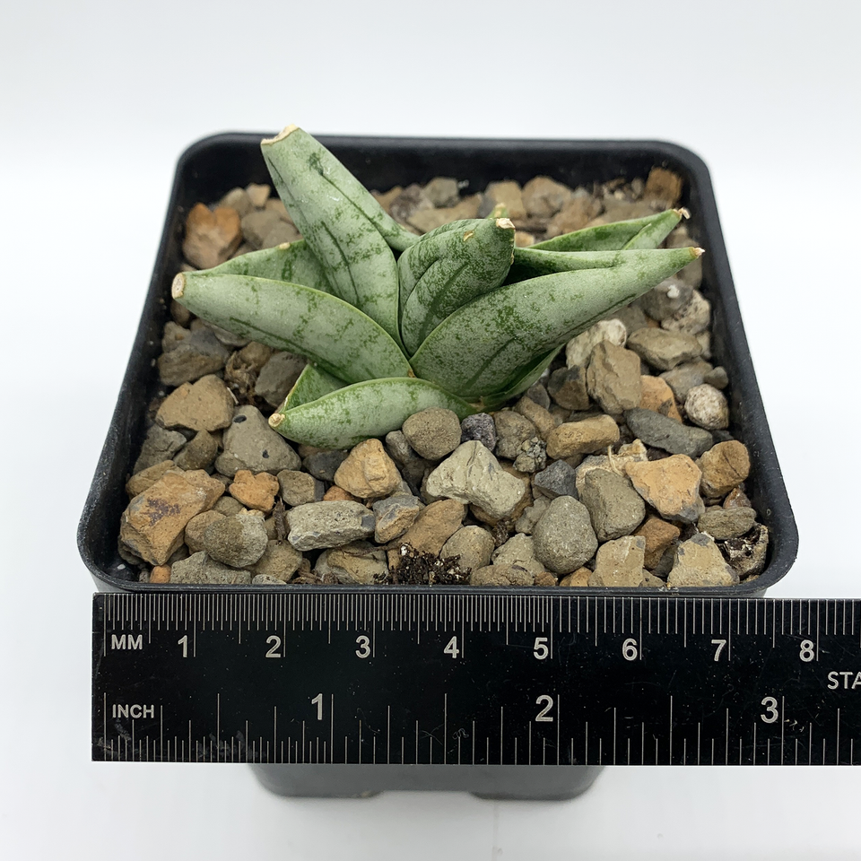Sansevieria 'Boncel mini'