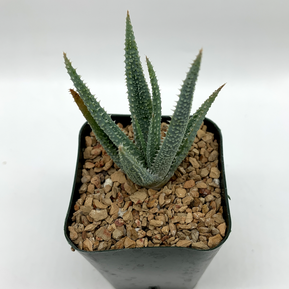 Aloe parvula
