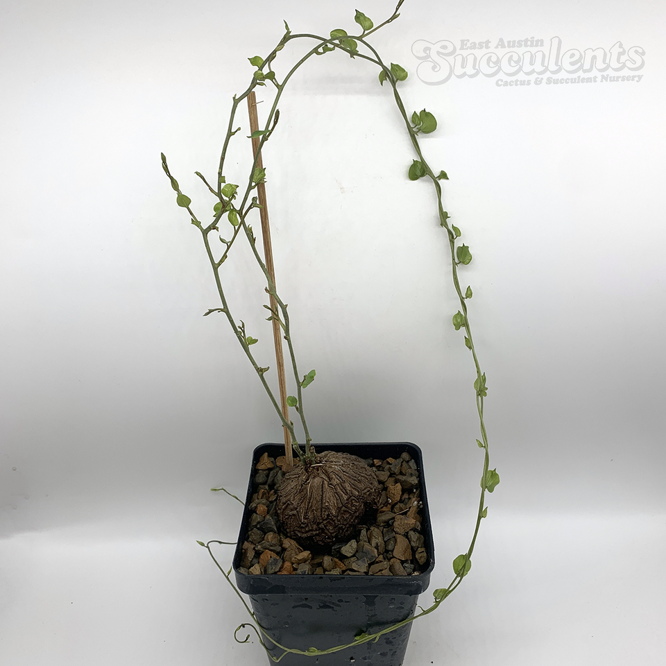 Dioscorea elephantipes