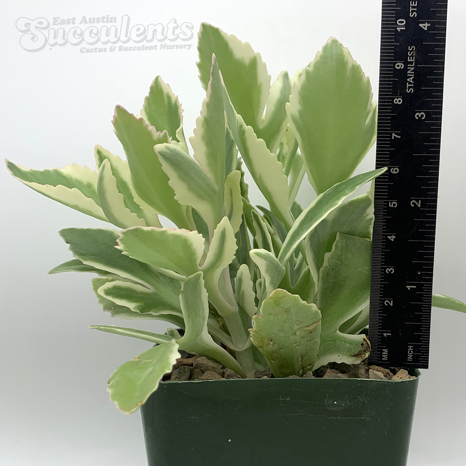 Kalanchoe laxiflora hybrid variegated