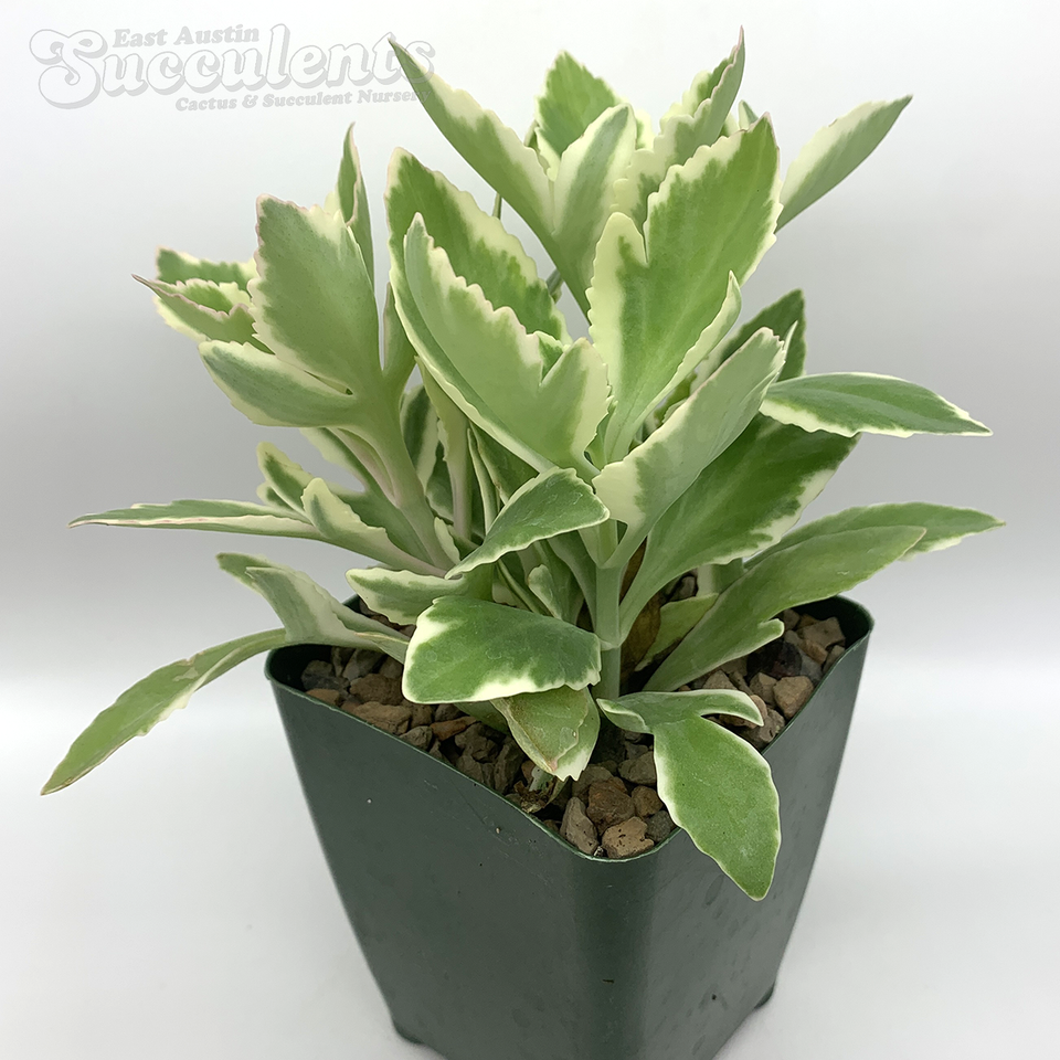 Kalanchoe laxiflora hybrid variegated