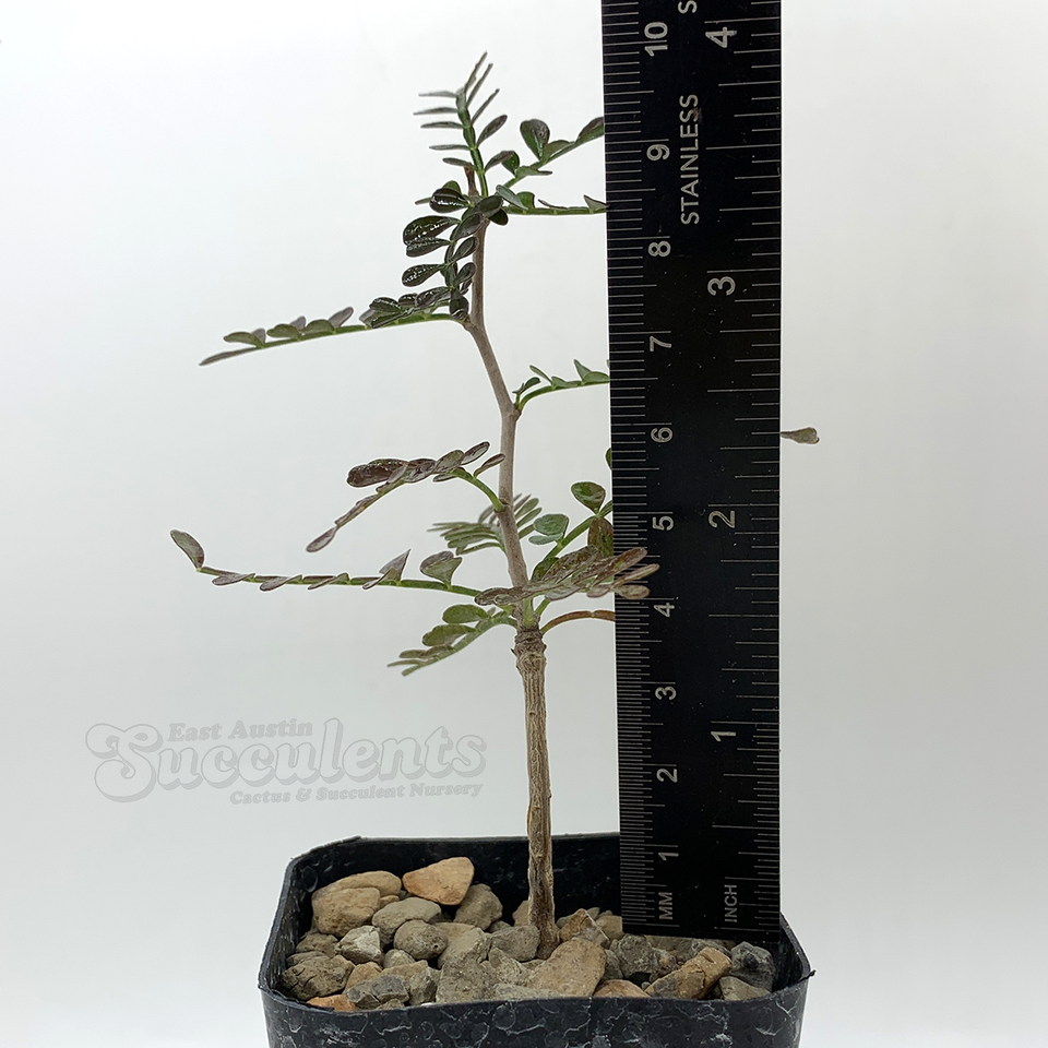 Operculicarya pachypus