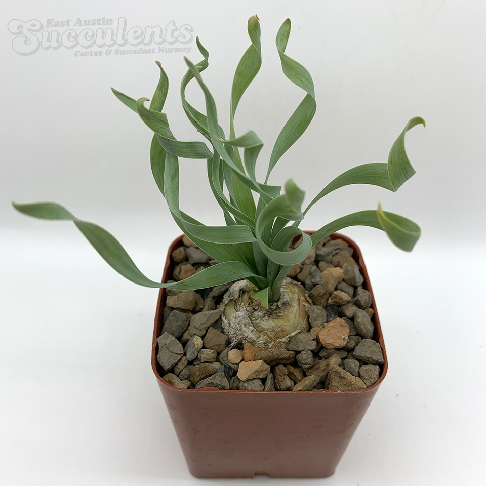 Albuca namaquensis baker