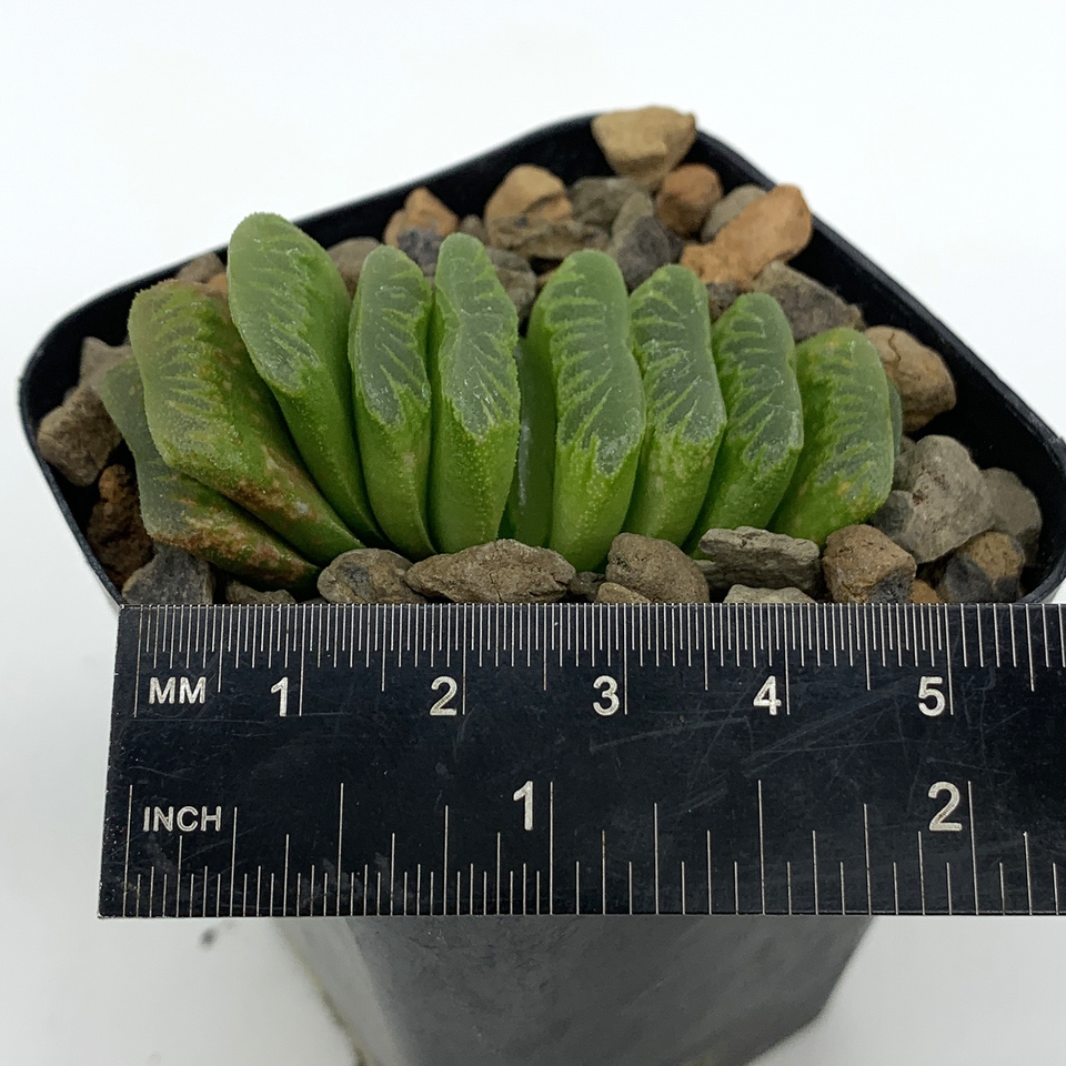 Haworthia truncata 'Lime Green'