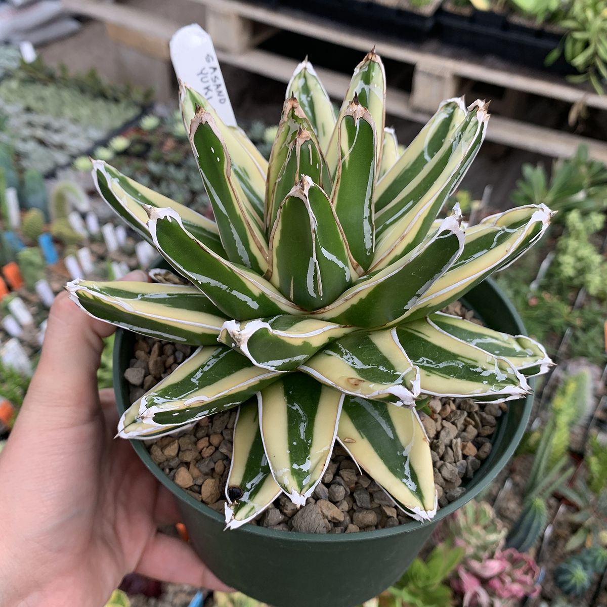 Botany Basics: Agave Coring - East Austin Succulents