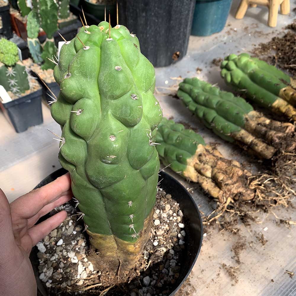 Repotting Cacti into the Right Soil - East Austin Succulents