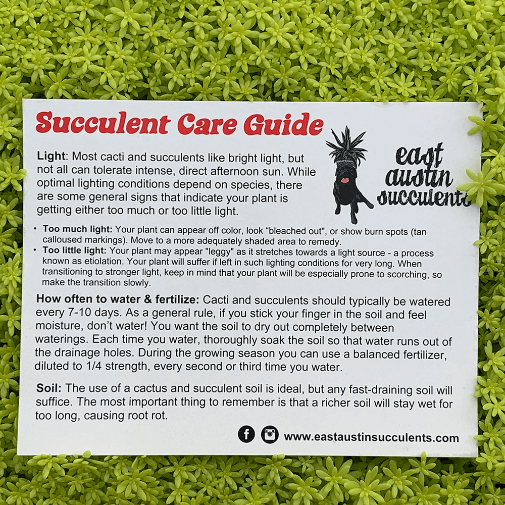 Succulent Care Card - East Austin Succulents