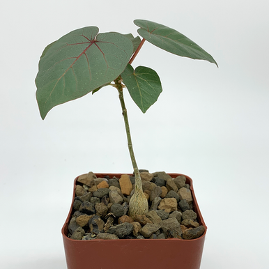 Ficus petiolaris [Small]