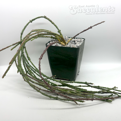 Cynanchum marnierianum "Bundle of Sticks Plant"