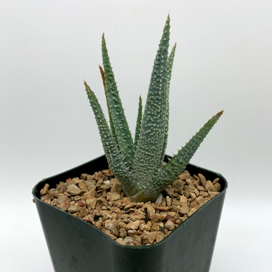 Aloe parvula