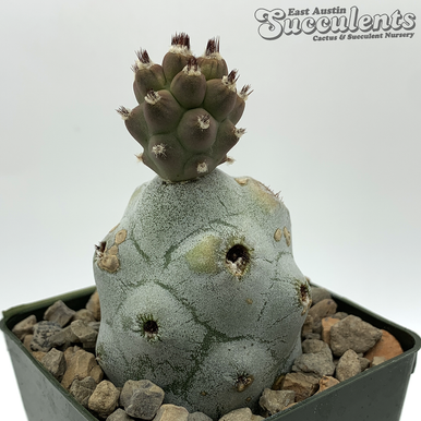 Tephrocactus calvus