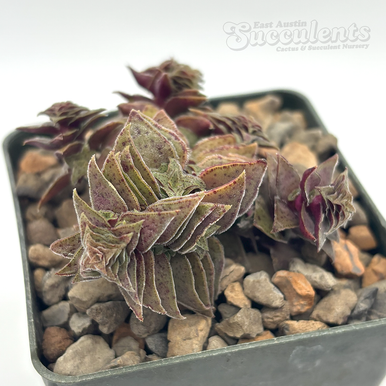 Crassula picturata 'Tiger Jade'