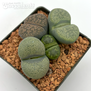 Lithops clusters assorted sp. 'Living Stone'