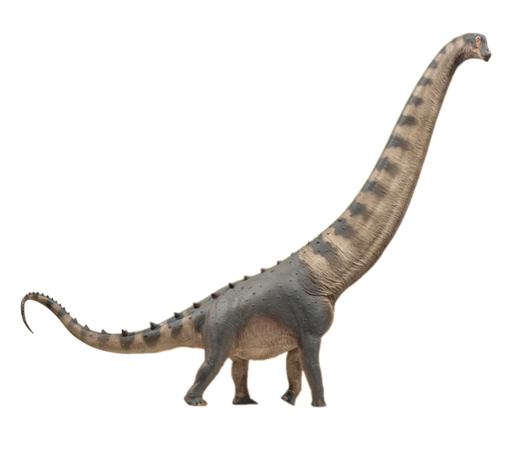 Alamosaurus by PNSO - Dan's Dinosaurs